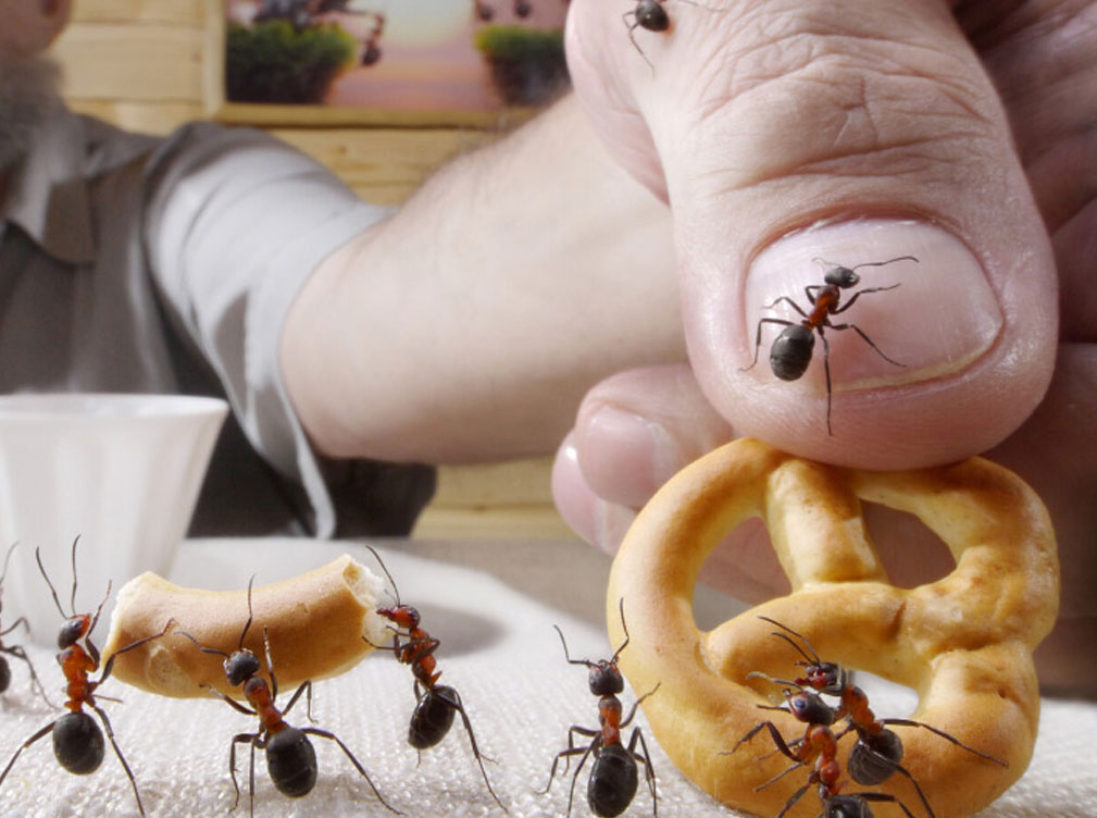 PEST OUT SERVICES - A BETTER CHOICE FOR YOUR FAMILY