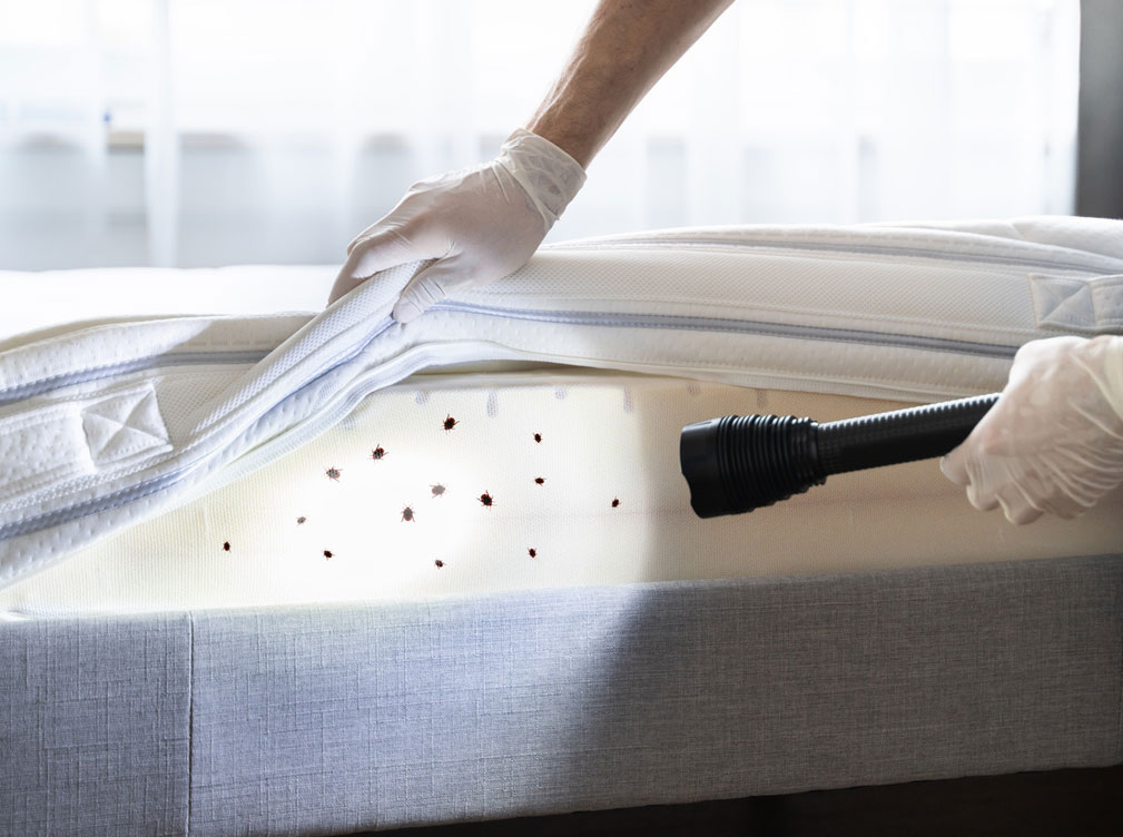 PEST OUT SERVICES - A BETTER CHOICE FOR YOUR FAMILY